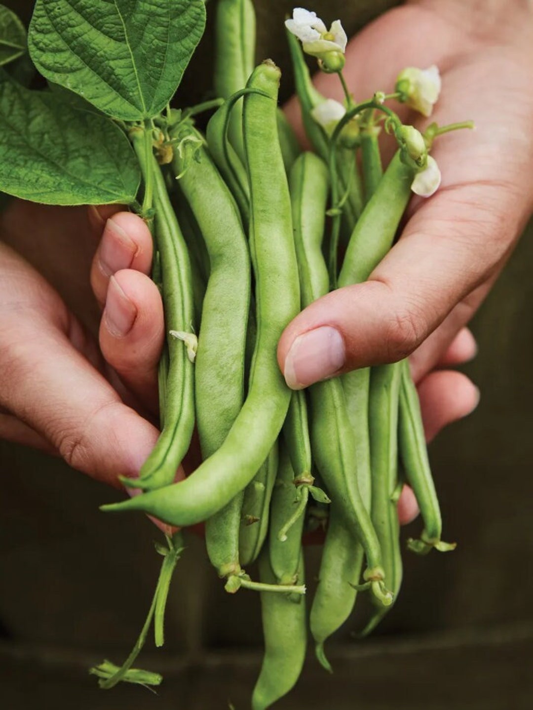 Heirloom Burpees Stringless Bean Seeds - Green Bean Seeds - Open ...