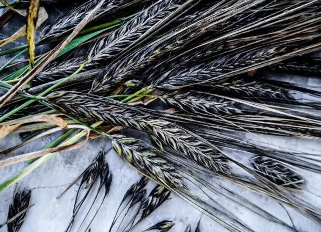 USA Heirloom Grain Seeds - Barley - Black Hulless - Ancient Grains ...