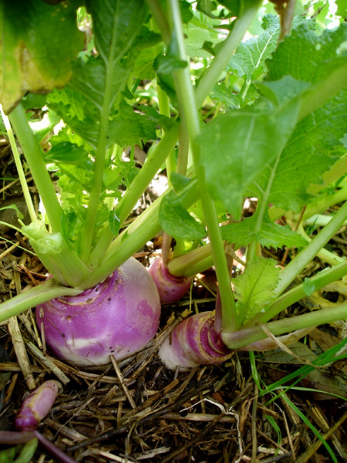 NC Heirloom Turnip Seeds - Purple Top White Globe - Open Pollinated ...