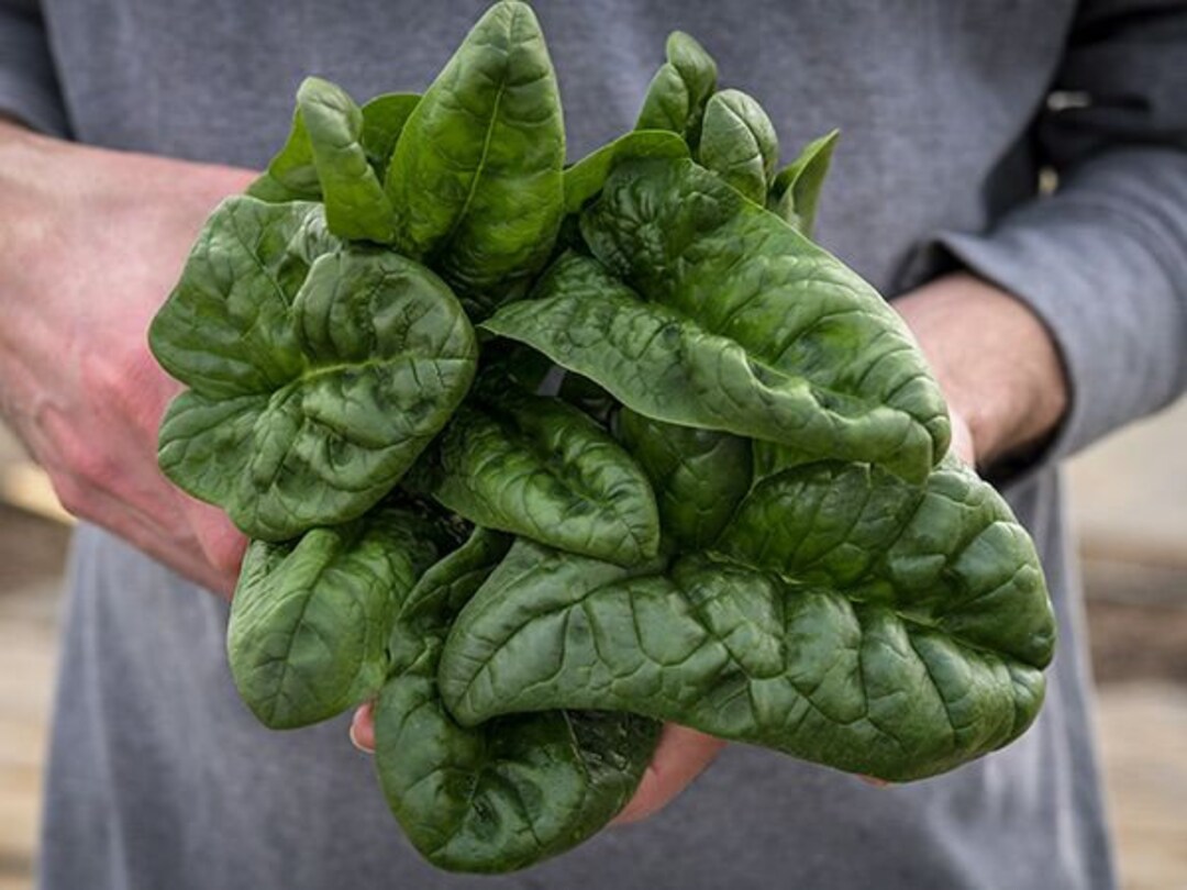 NC Heirloom Noble Giant Spinach Seeds - Non GMO - Open Pollinated ...