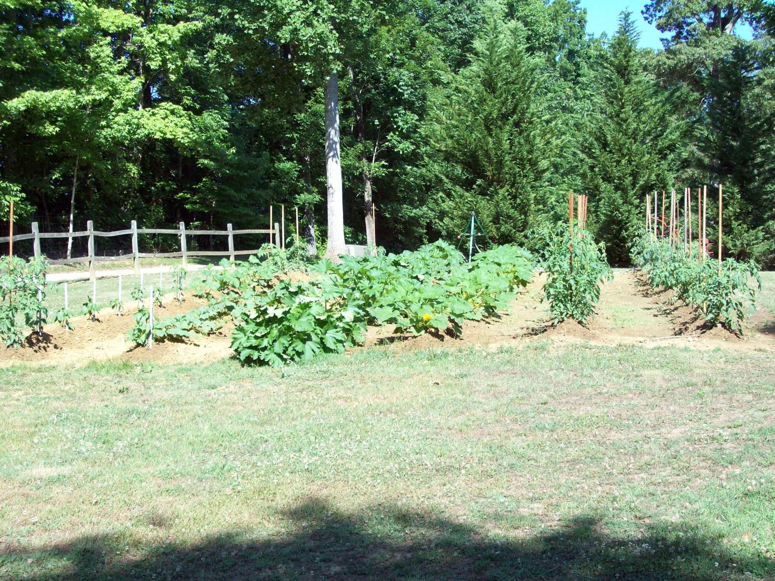 NC Heirloom Collard Greens Vates Collards Non GMO - Etsy