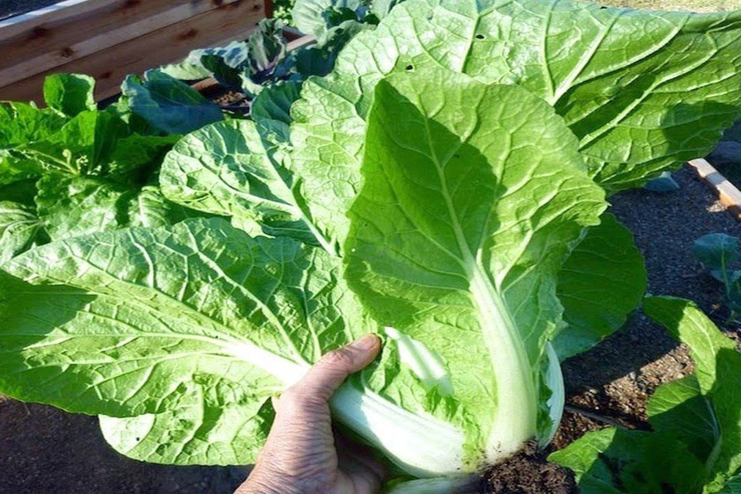 NC Heirloom Cabbage Seeds - Michihili Chinese Cabbage - Non GMO ...