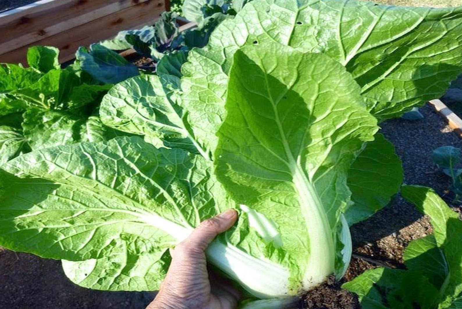 NC Heirloom Cabbage Seeds Michihili Chinese Cabbage Non | Etsy