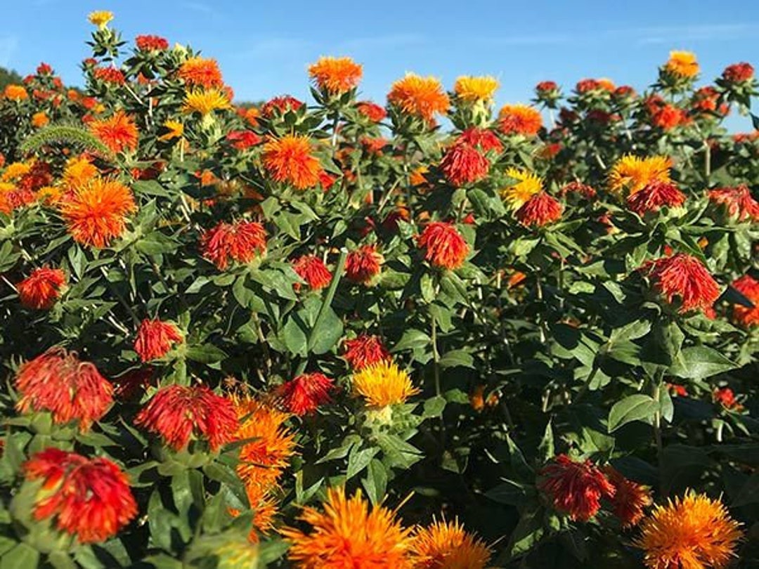 USA Seller - Organic Flower Seeds - Safflower - Corrales Azafran ...