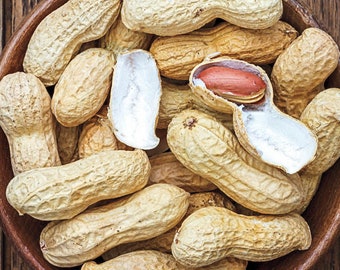 Growing Monkey Nuts Peanuts Clipart