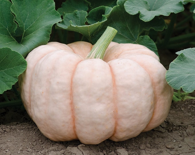 RARE Heirloom Pumpkin Seeds - Porcelain Doll Pink Pumpkin - Non GMO ...