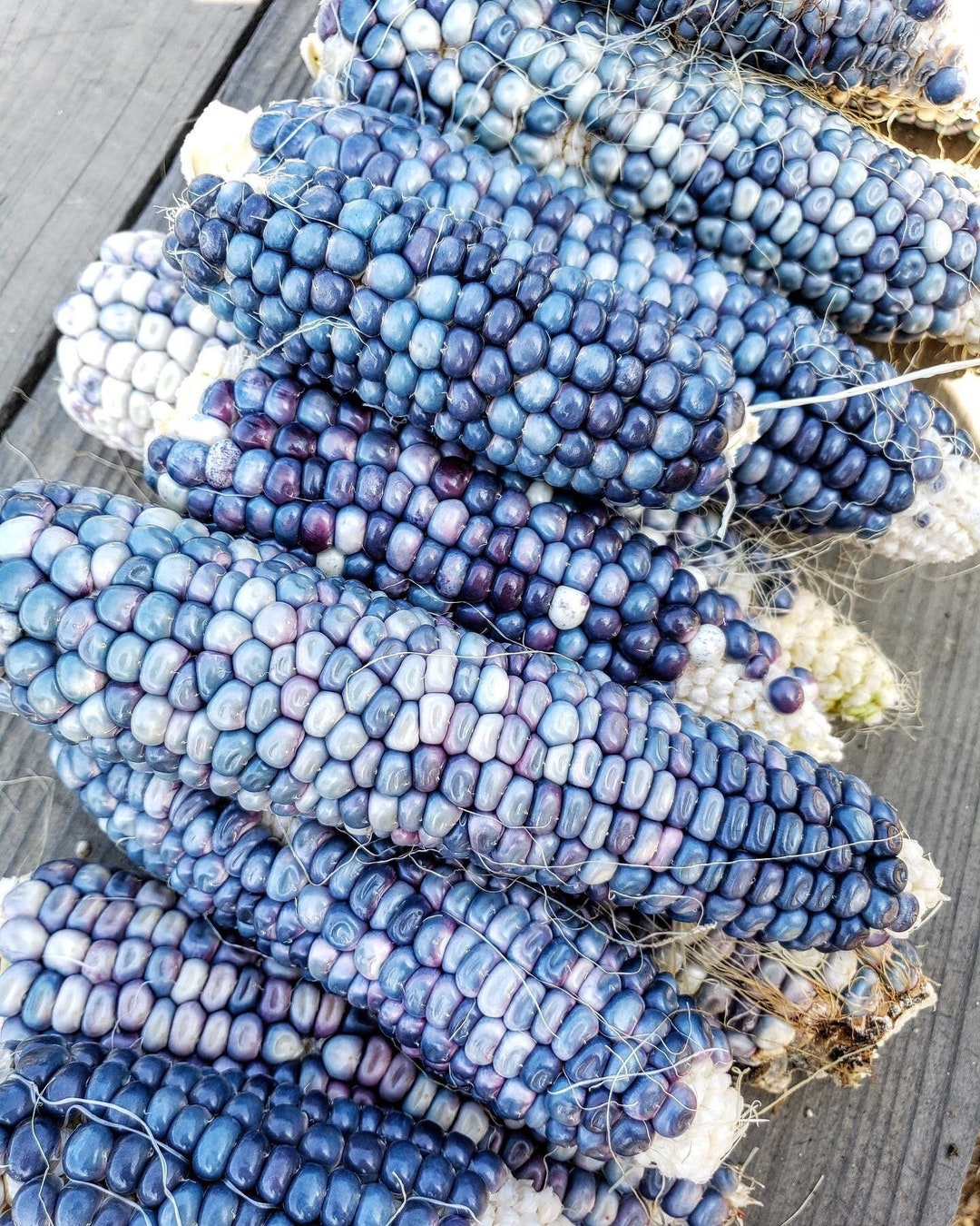 Hopi Corn Seeds - Blue Corn - Heirloom NC Seeds - Non GMO - Local Seeds ...