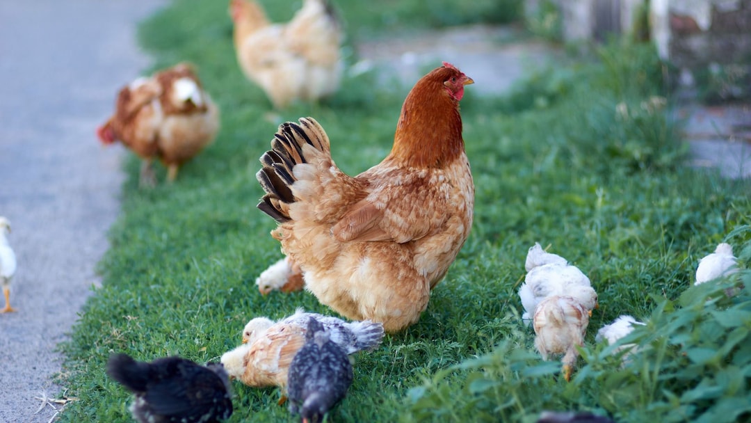 Chicken Forage Blend - Chicken Feed - Seed Blend - Chicken Forage Seed ...
