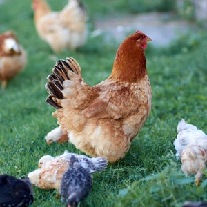 Chicken Forage Blend - Chicken Feed - Seed Blend - Chicken Forage Seed ...