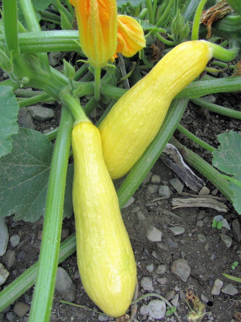 NC Heirloom Onion Seeds Red Creole Short Day Non GMO - Etsy