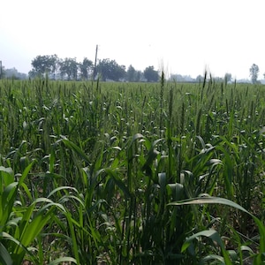 Heirloom Grain Seeds - Jerry Oats - Ancient Grains - Non GMO ...