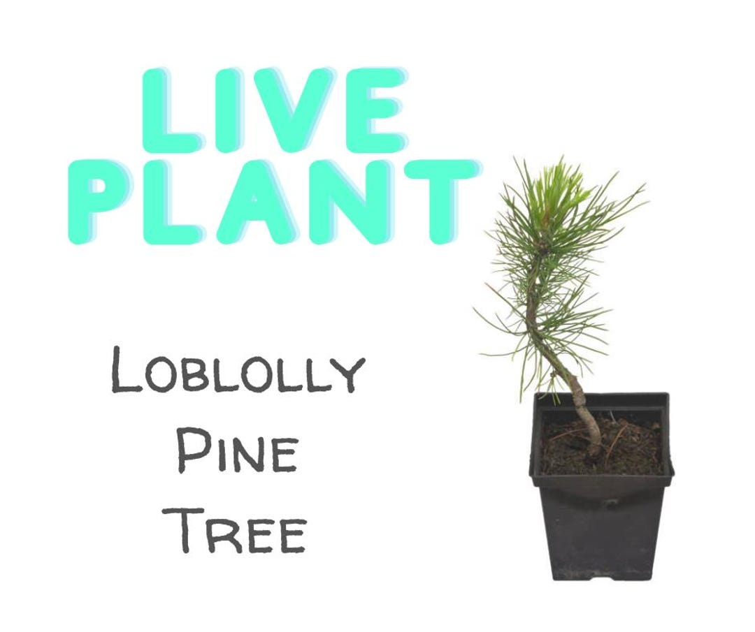 Baby Pine Tree for Bonsai – Live Tree Ready to Shape – Hardy Outdoor ...