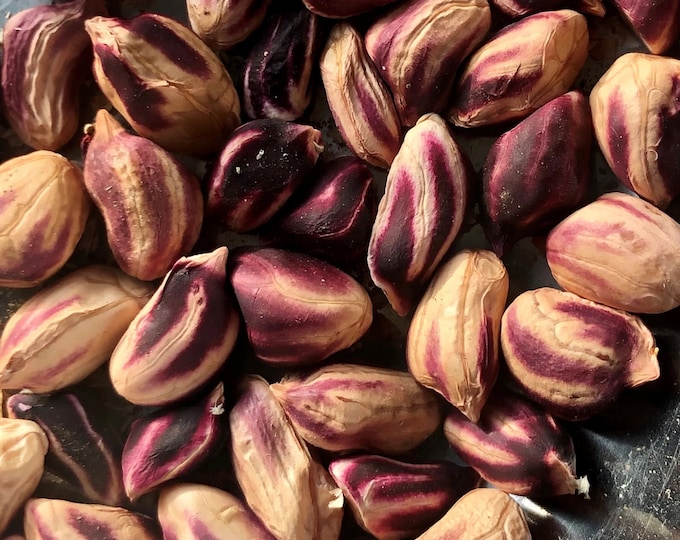 NC Heirloom Peanut Seeds - Wild Jungle Peanut - Non GMO - Open ...