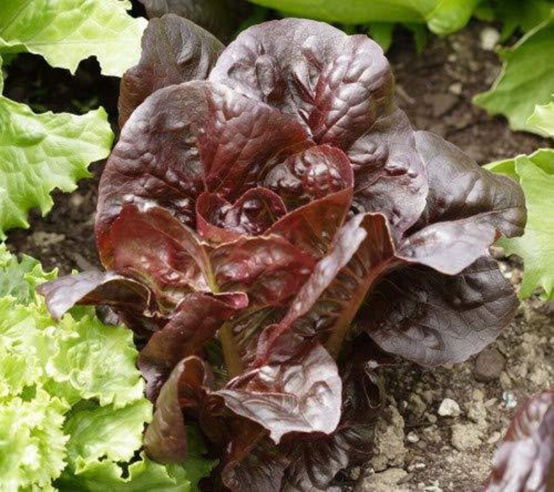 NC Heirloom Red Leaf Lettuce Seeds - Open Pollinated - Vegetable ...