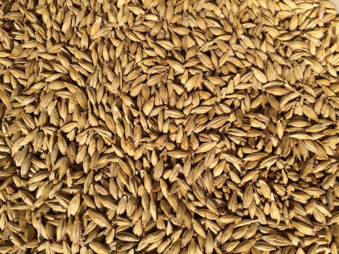 USA Heirloom Full Pint Barley - Open Pollinated - Non GMO - Vegetable ...