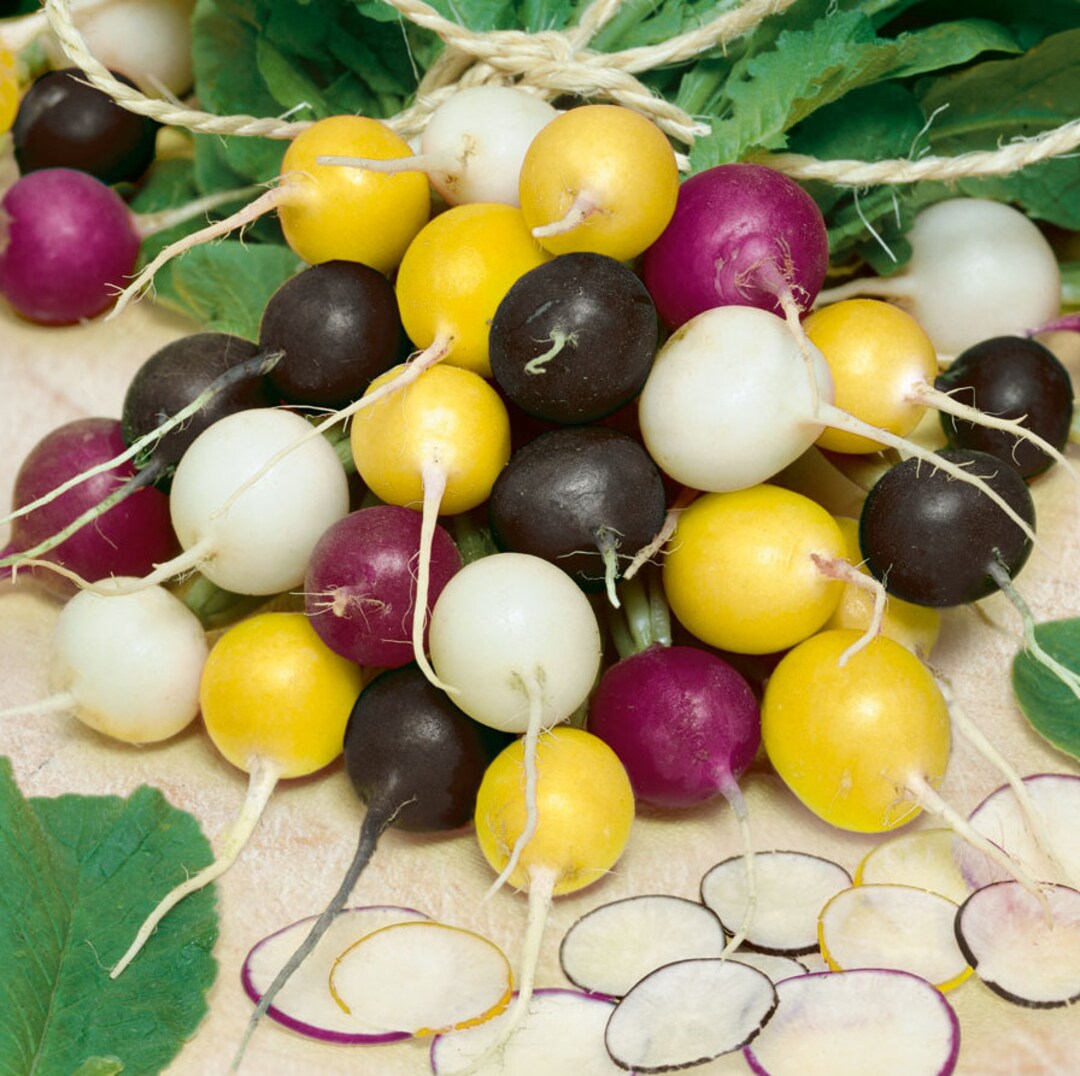 USA Heirloom Radish Seeds - Halloween Blend - Non GMO - Vegetable ...