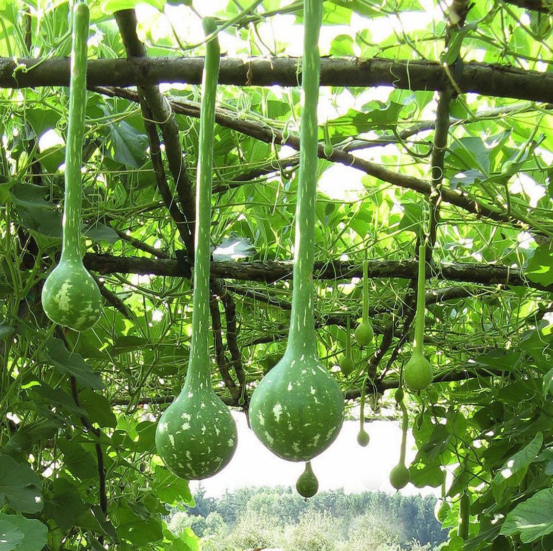 Long Handled Dipper Gourd - NC Heirloom Gourd Seeds -non GMO ...