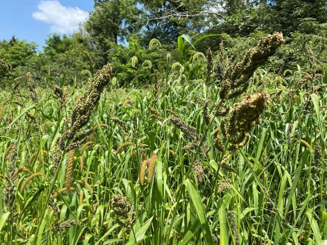 Japanese Millet - Open Pollinated - Non GMO - Vegetable Gardening Grow ...
