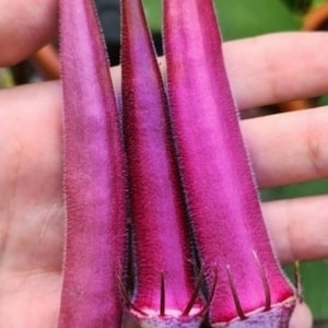 Okinawa Pink Okra - Rare Seeds - US Heirloom Seeds - Non GMO - Open ...