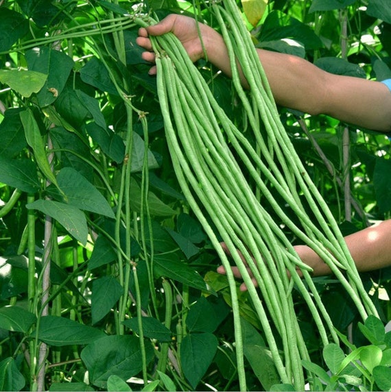 Seeds Light Green Yard long Asian Noodle Beans Heirloom Vegetable Seeds ...