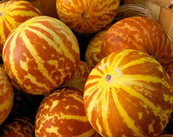 10 Carolina Cross Watermelon Fruit Seeds-1162 - Etsy