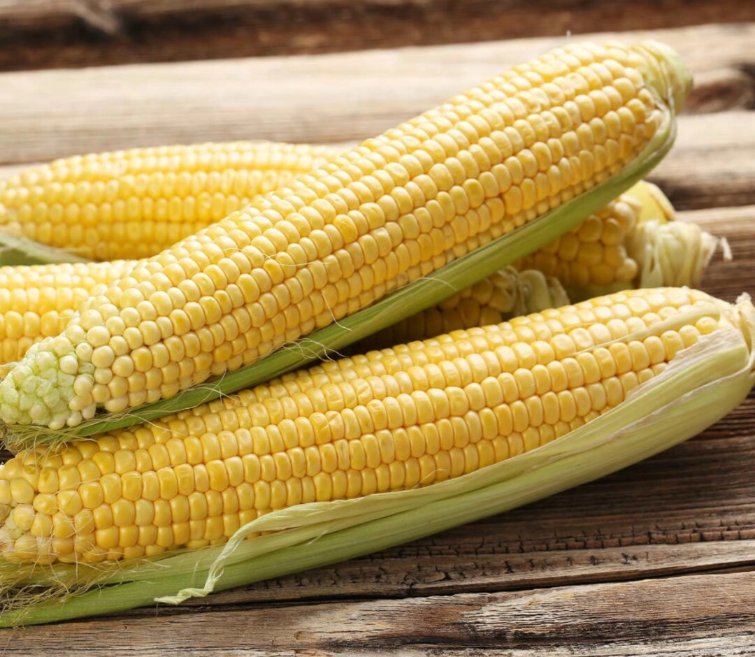 NC Heirloom Sweet Yellow Corn Seeds - Golden Beauty - Non GMO ...
