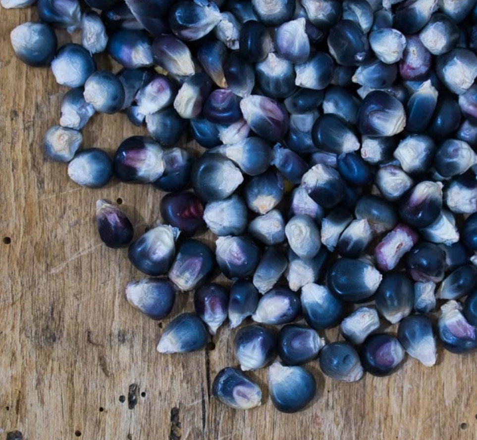 Heirloom Organic Blue Corn Seeds Vegetable Gardening Grow | Etsy