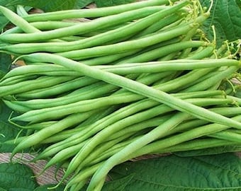 NC Heirloom Black Garbanzo Bean Seeds - Chickpea Seeds - Open ...