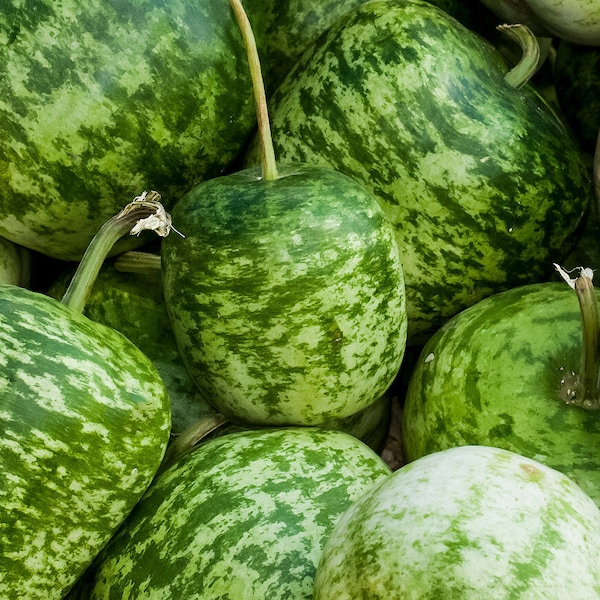 Gourd Seeds - Etsy