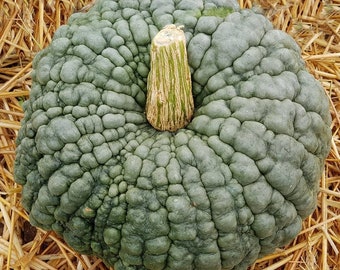 Silver Edge Pumpkin Seeds - Etsy