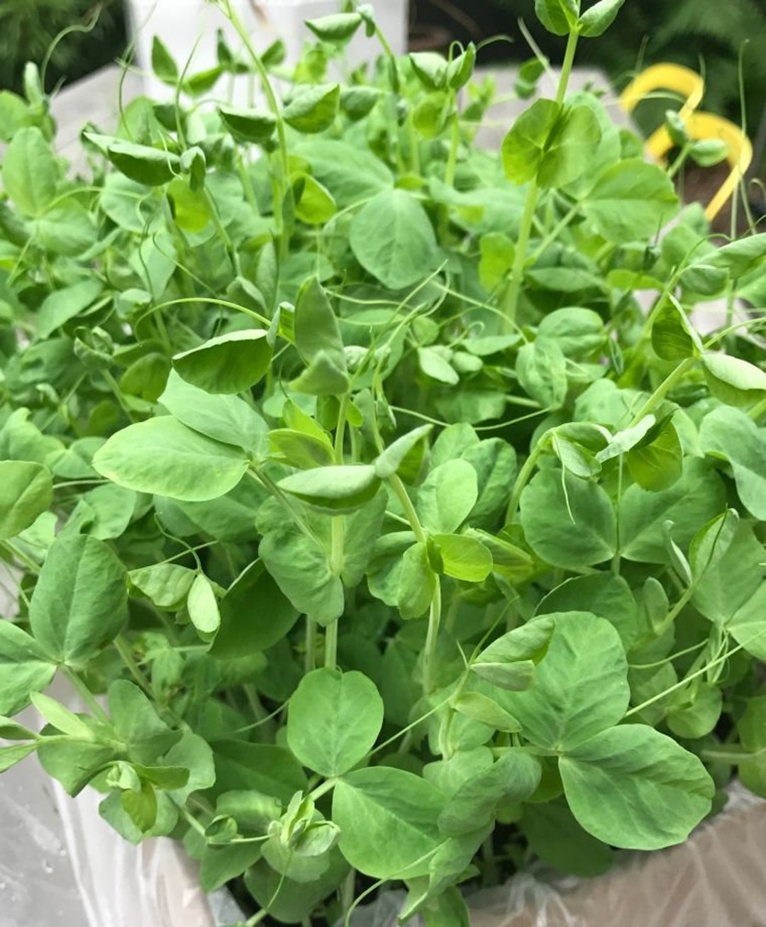 USA Heirloom Pea Shoot Seeds - Sprouting Seeds - Microgreens - Non GMO ...