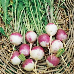 NC Heirloom Rutabaga Seeds - American Purple Top - Non GMO - Vegetable ...