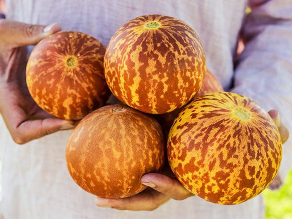 Heirloom Tigger Asian Melon Seeds Non GMO Open Pollinated | Etsy