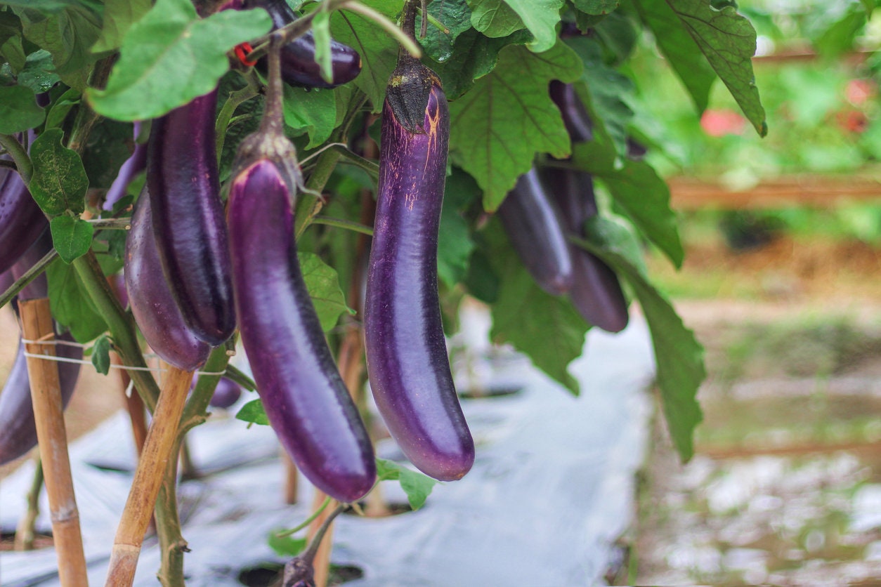 NC Heirloom Little Fingers Eggplant Seeds - Open Pollinated - Non GMO ...
