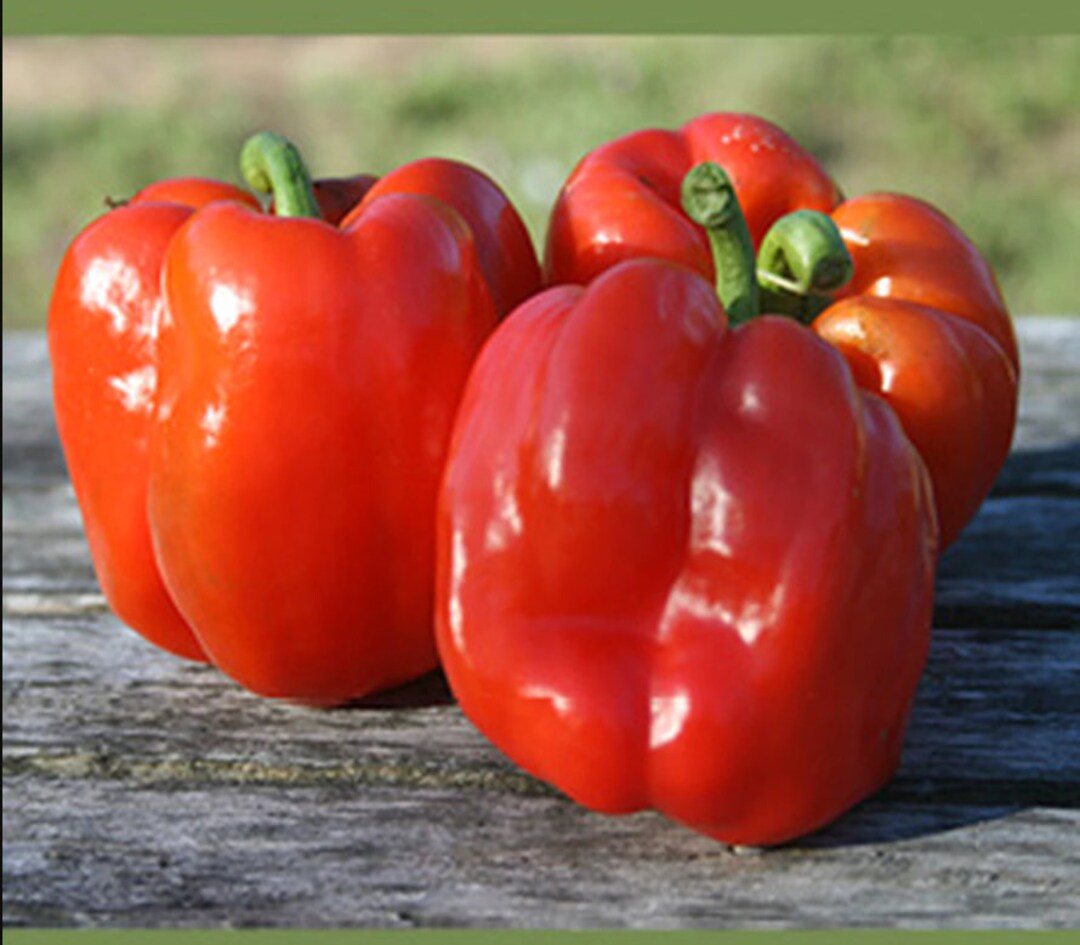 NC Heirloom Big Red Bell Pepper Seeds Sweet Peppers Non - Etsy