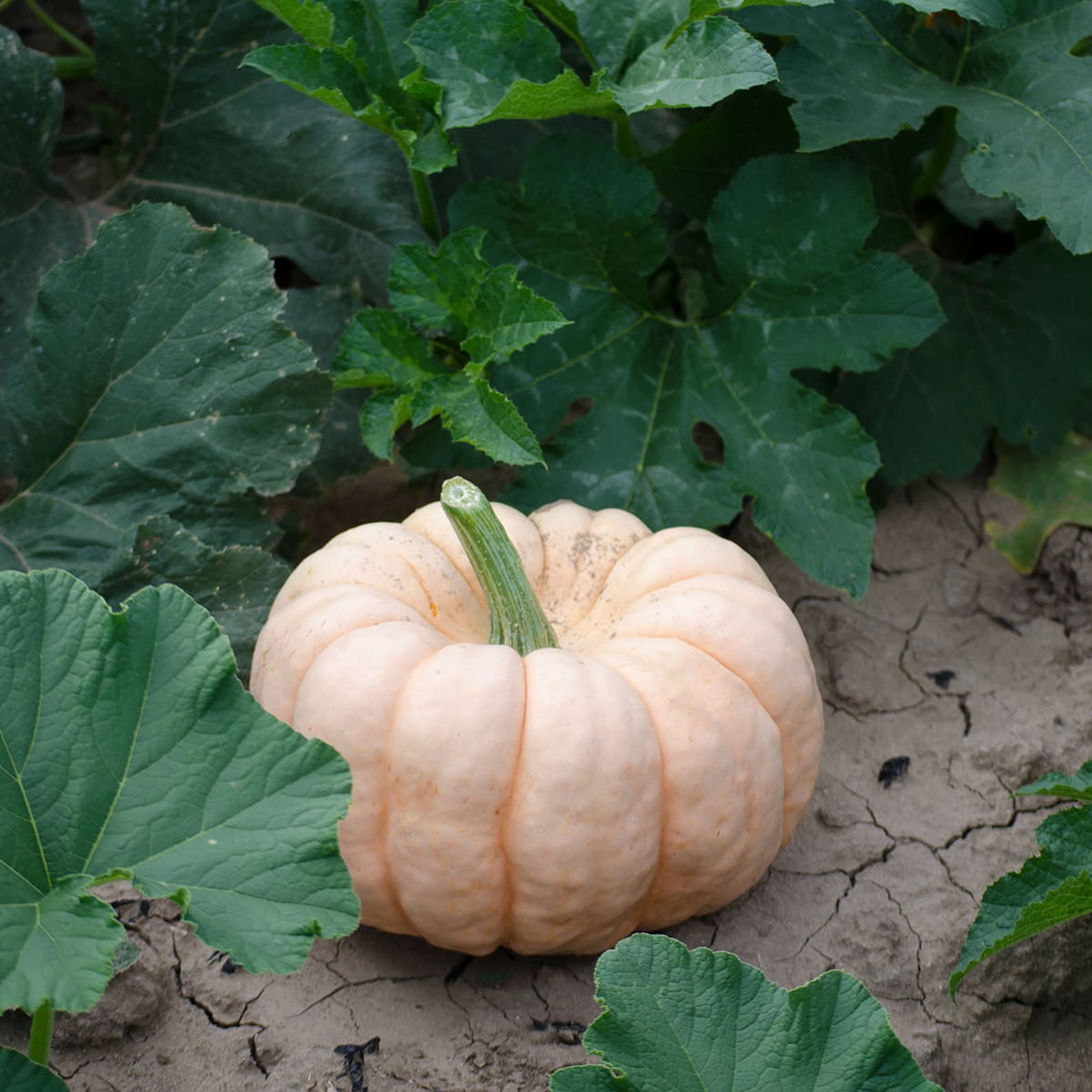 RARE Hybrid Casperita White Pumpkin Seeds Non GMO Vegetable Gardening ...