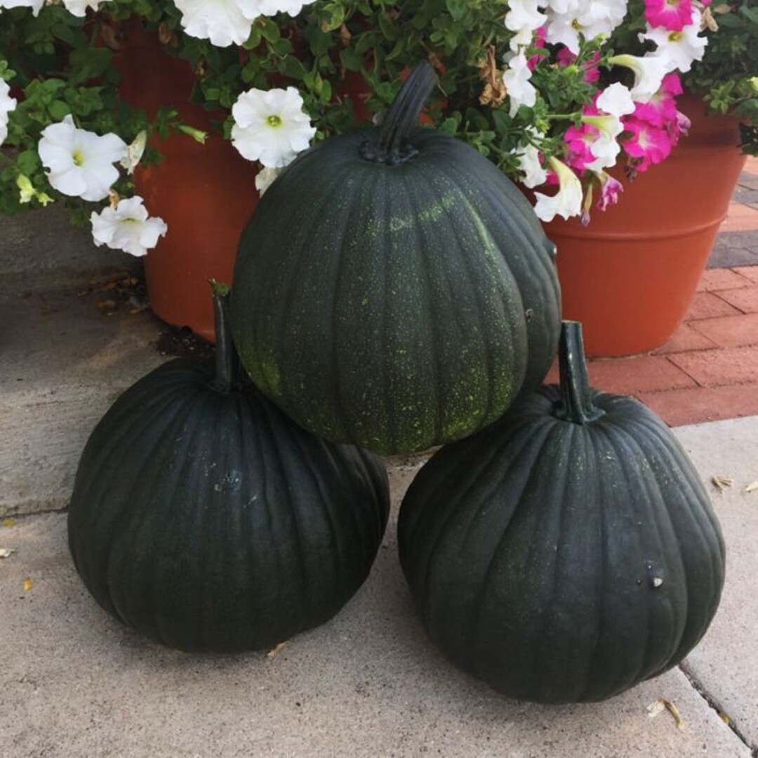 RARE F1 Hybrid Pumpkin Seeds Dark Knight Black Pumpkin Non GMO ...