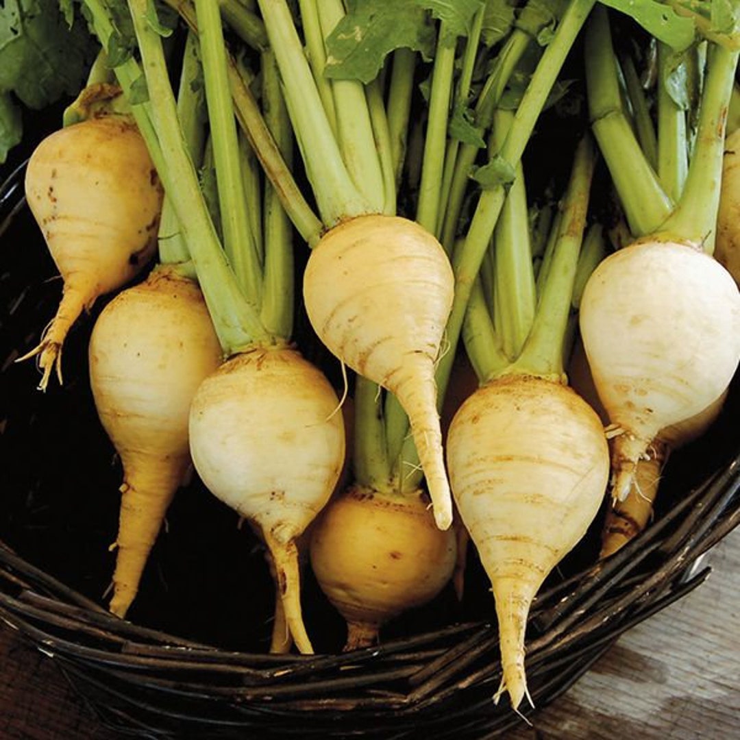 USA Heirloom Turnip Seeds - Golden Globe Turnips - Non GMO - Vegetable ...