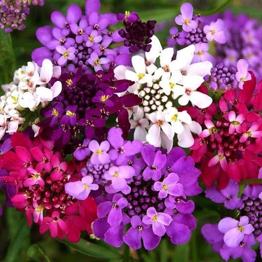USA Heirloom Flower Seeds - Candytuft Purple Rain Seeds Purple Flowers ...