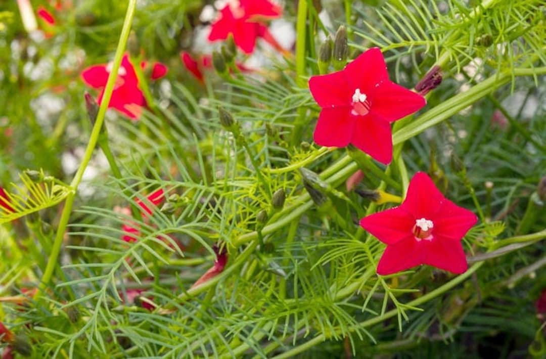 Cardinal Climber Vine Red - Cypress Vine - Climbing Flowers - Garden ...