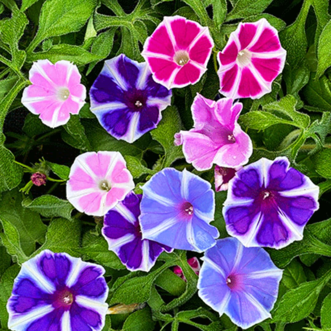 NC Heirloom Flower Seeds - Morning Glory - Mount Fuji Mix - Non GMO ...