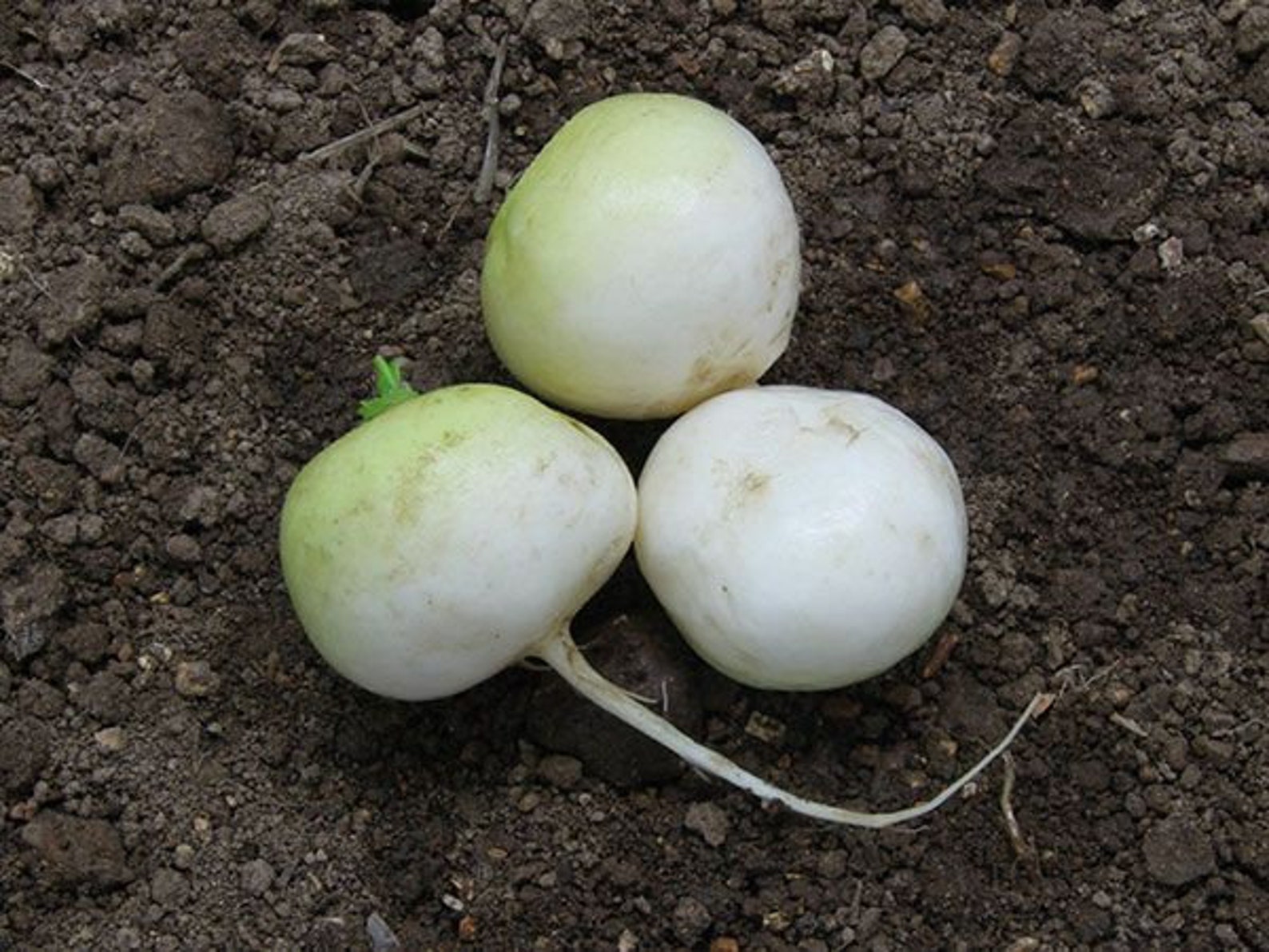 USA Heirloom Radish Seeds White Hailstone Radish Non GMO - Etsy