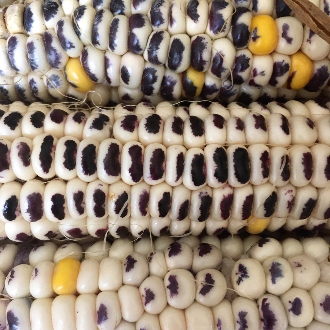NC Heirloom Corn Seeds Montana Cudu Non GMO Vegetable Gardening Grow ...