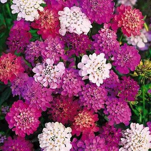 USA Heirloom Flower Seeds - Candytuft Purple Rain Seeds Purple Flowers ...