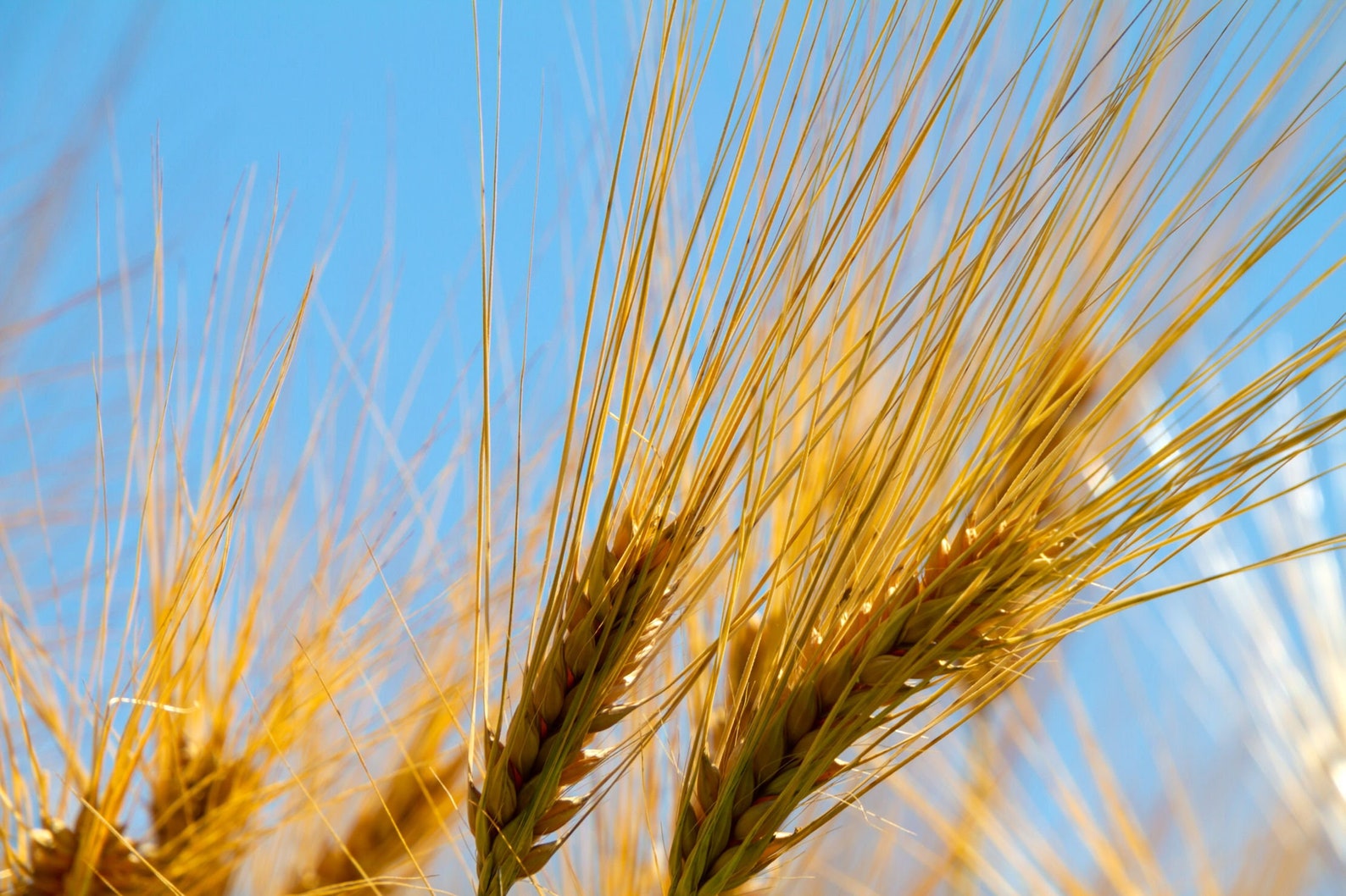 Heirloom Grain Seeds - Jerry Oats - Ancient Grains - Non GMO ...