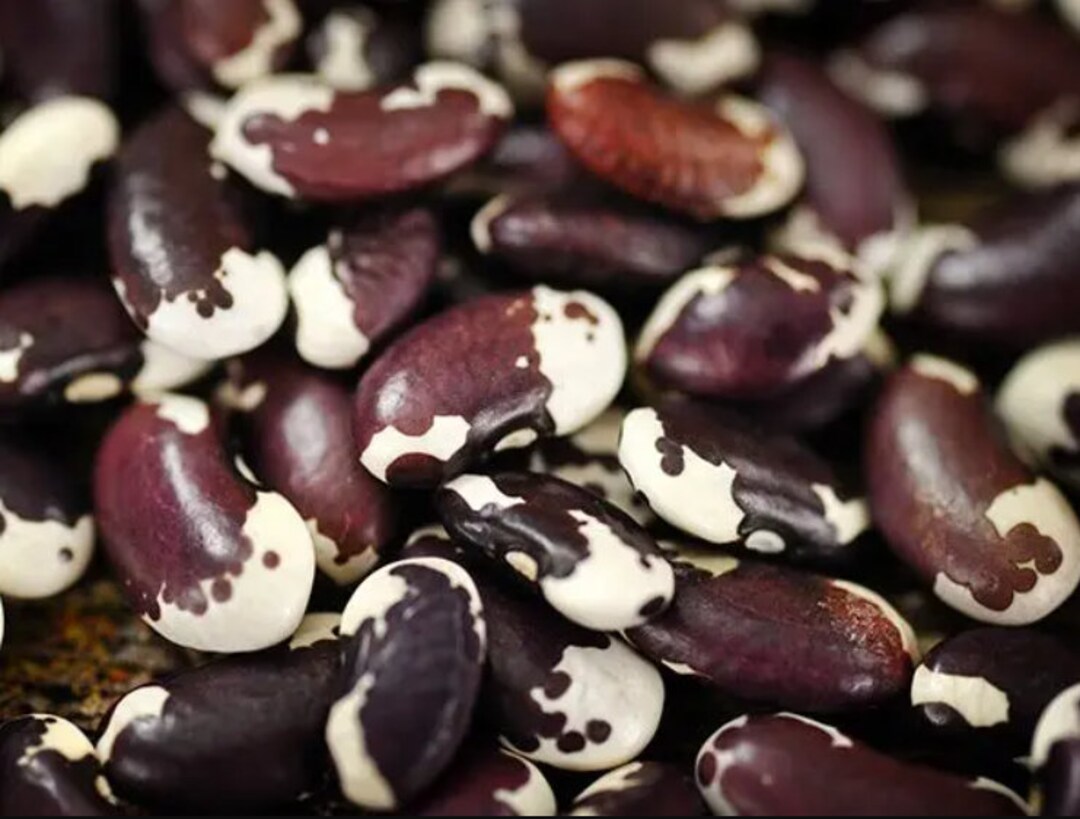 1500 Year Old Cave Beans - Non GMO - Vegetable Gardening Grow Your Own ...