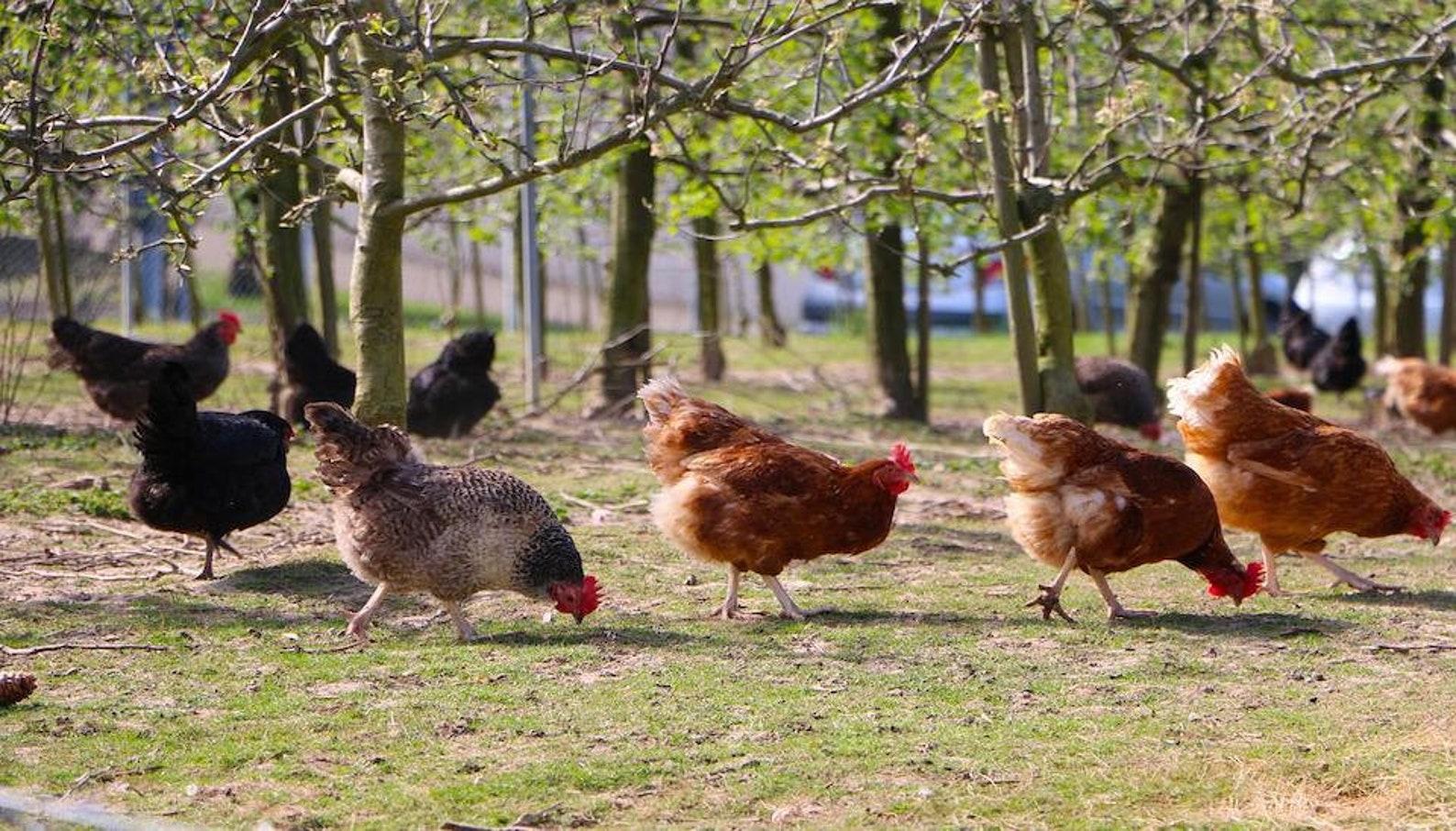 Chicken Forage Blend - Chicken Feed - Seed Blend - Chicken Forage Seed ...