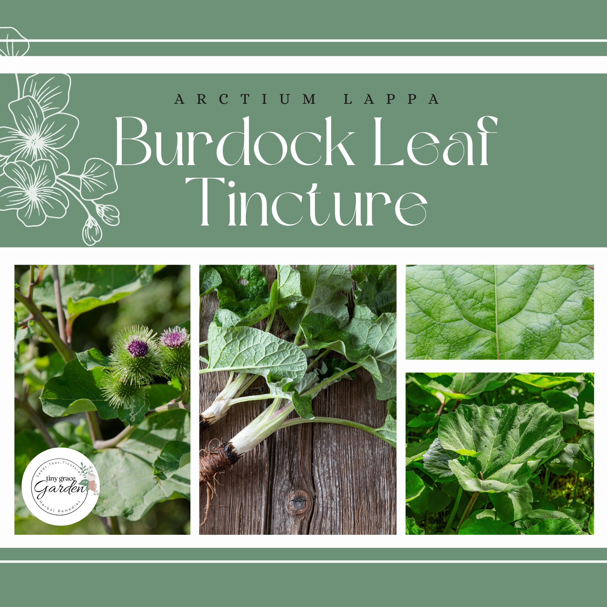 Burdock Leaf