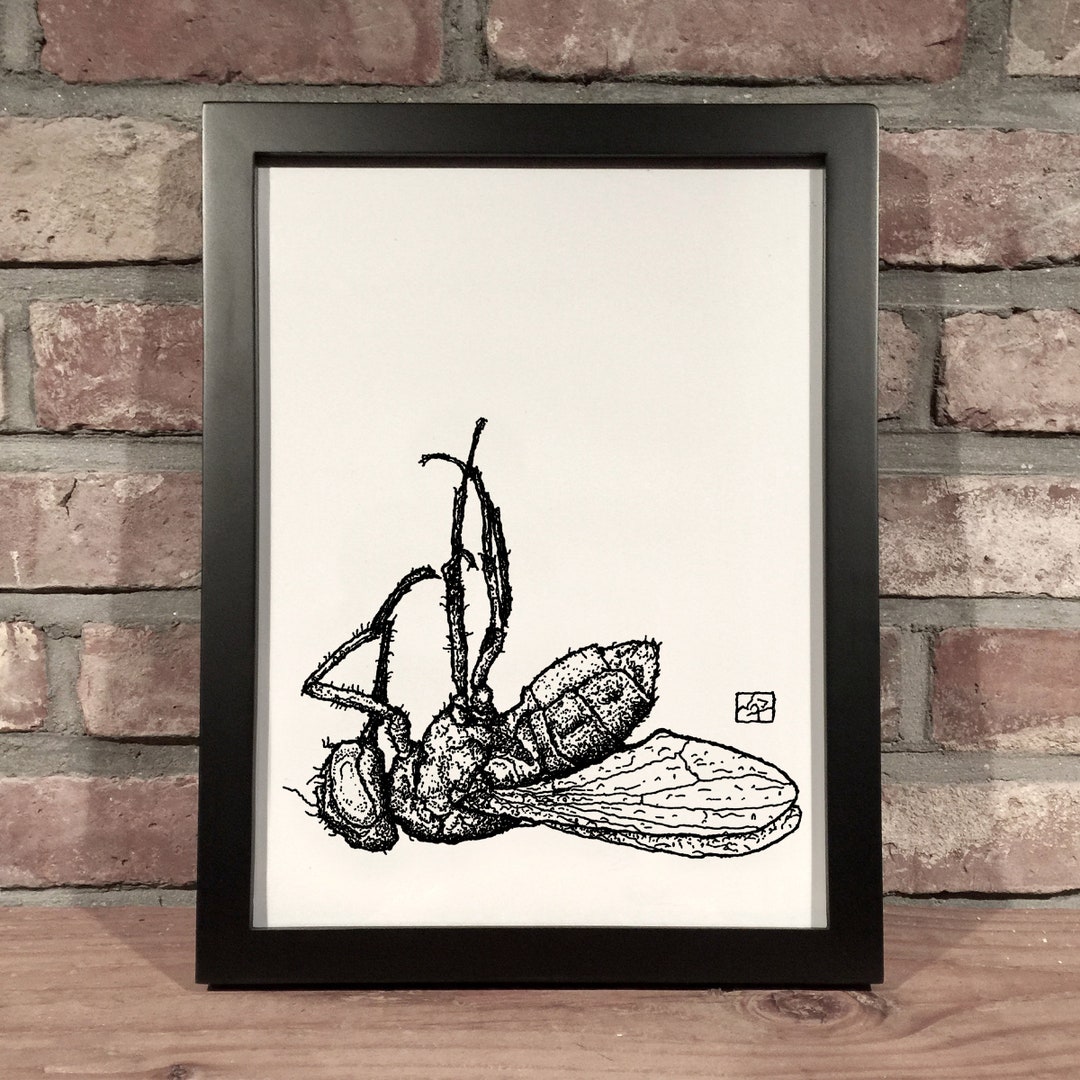 DEAD FLY // Pen and Ink - Art Print - Etsy
