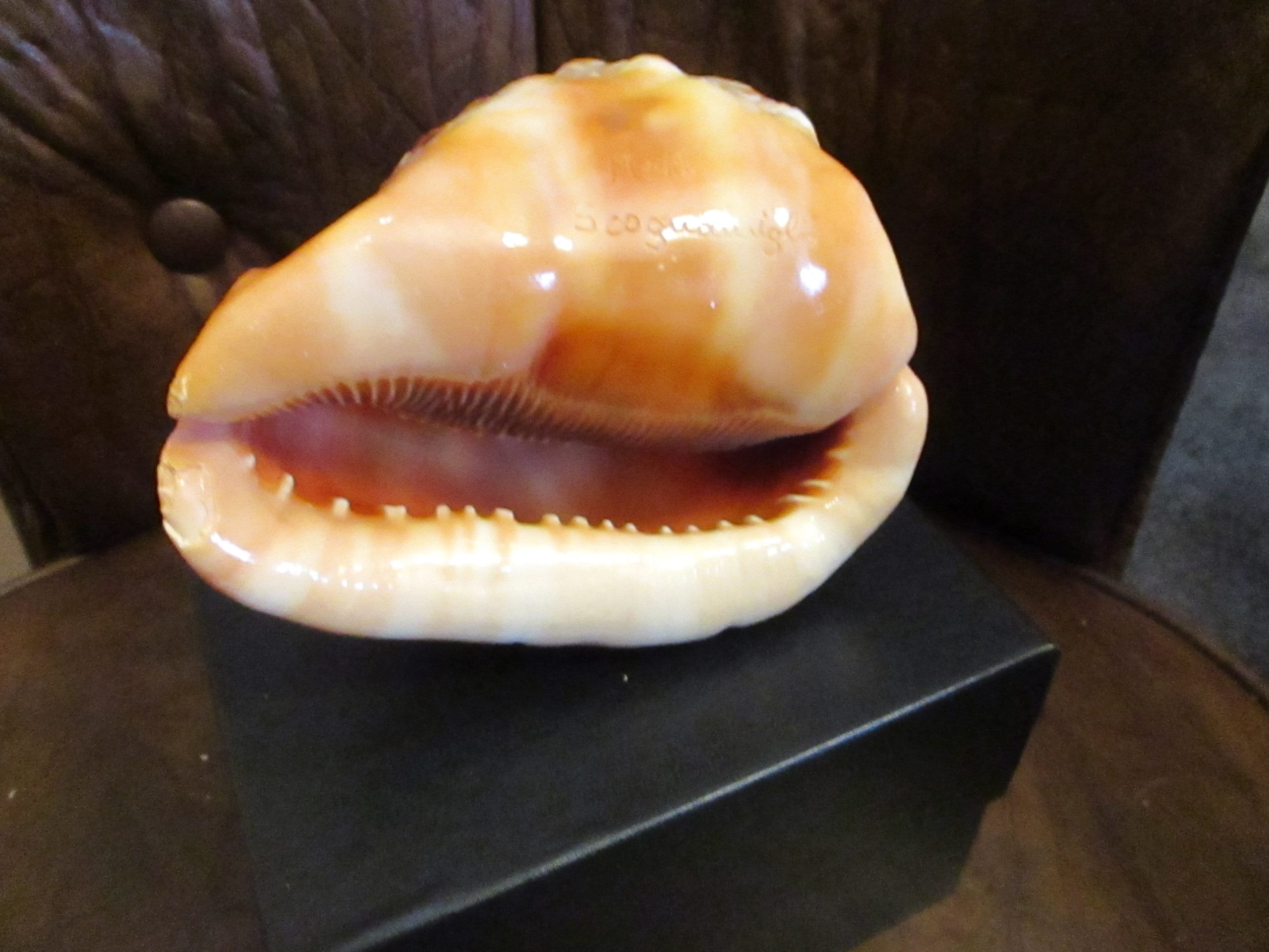 Large Sardonyx Conch Shell With Hand Carved Single Lady Cameo Gracious ...